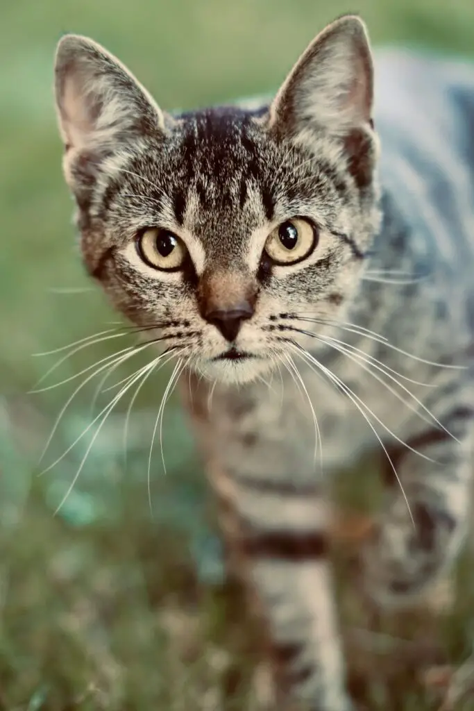 Staring Meaning: Unlocking the Secrets of Intense Gazes